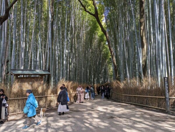 Arashiyama Bamboo Forest Kyoto Timetomosey